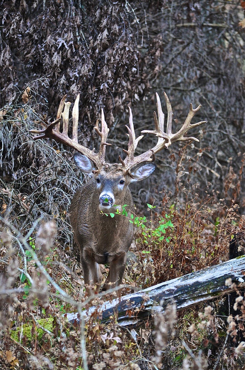 A bout of buck fever - Hornady Manufacturing, Inc