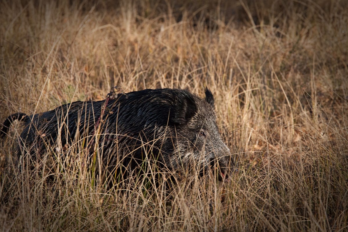 Driven boar hunt in Europe - Hornady Manufacturing, Inc