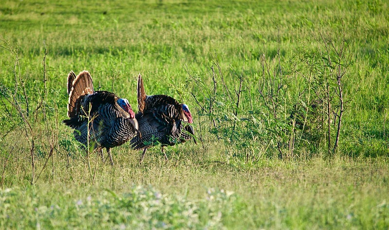 Thinking turkeys - Hornady Manufacturing, Inc